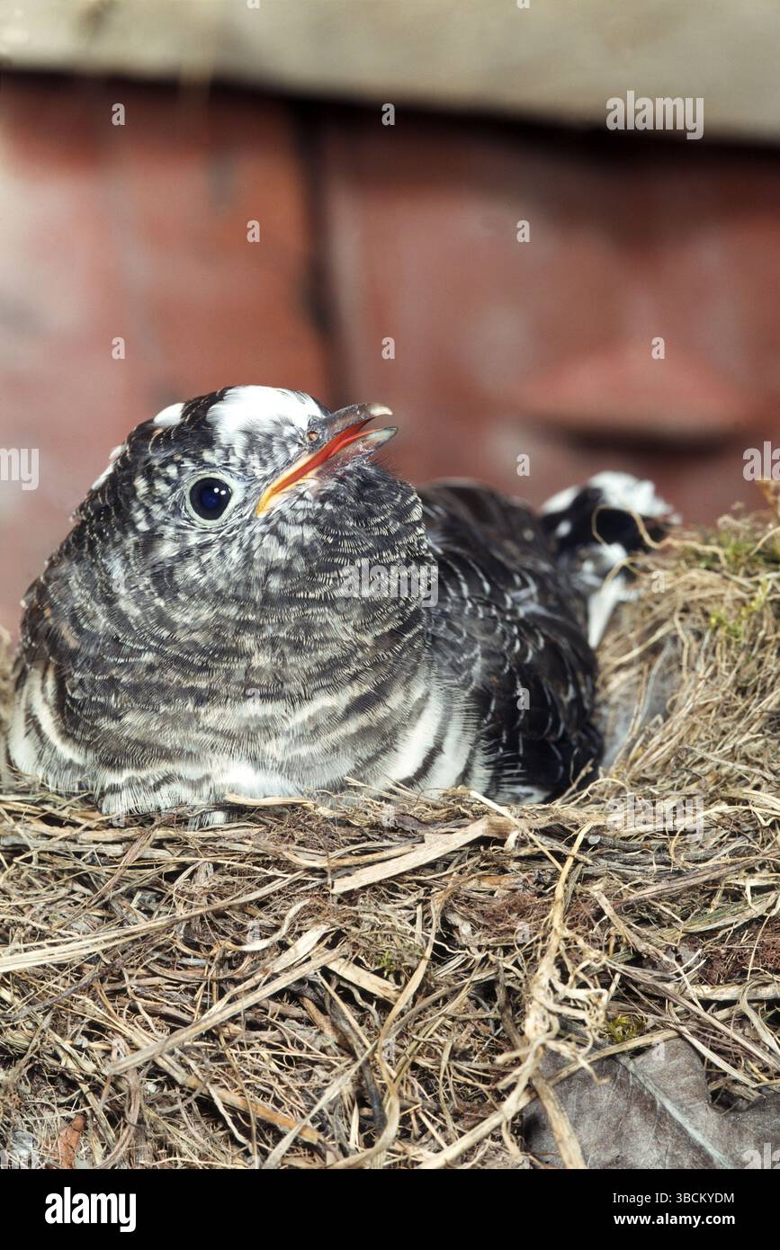 Common cuckoo (Cuculus canorus), young bird in nest Stock Photo - Alamy
