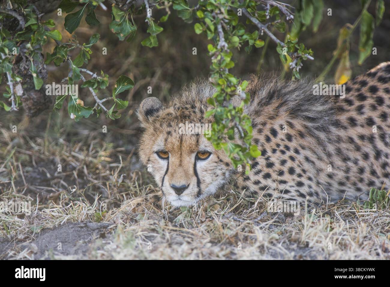 Cheetah (Acinonyx jubatus), Gepard Stock Photo - Alamy