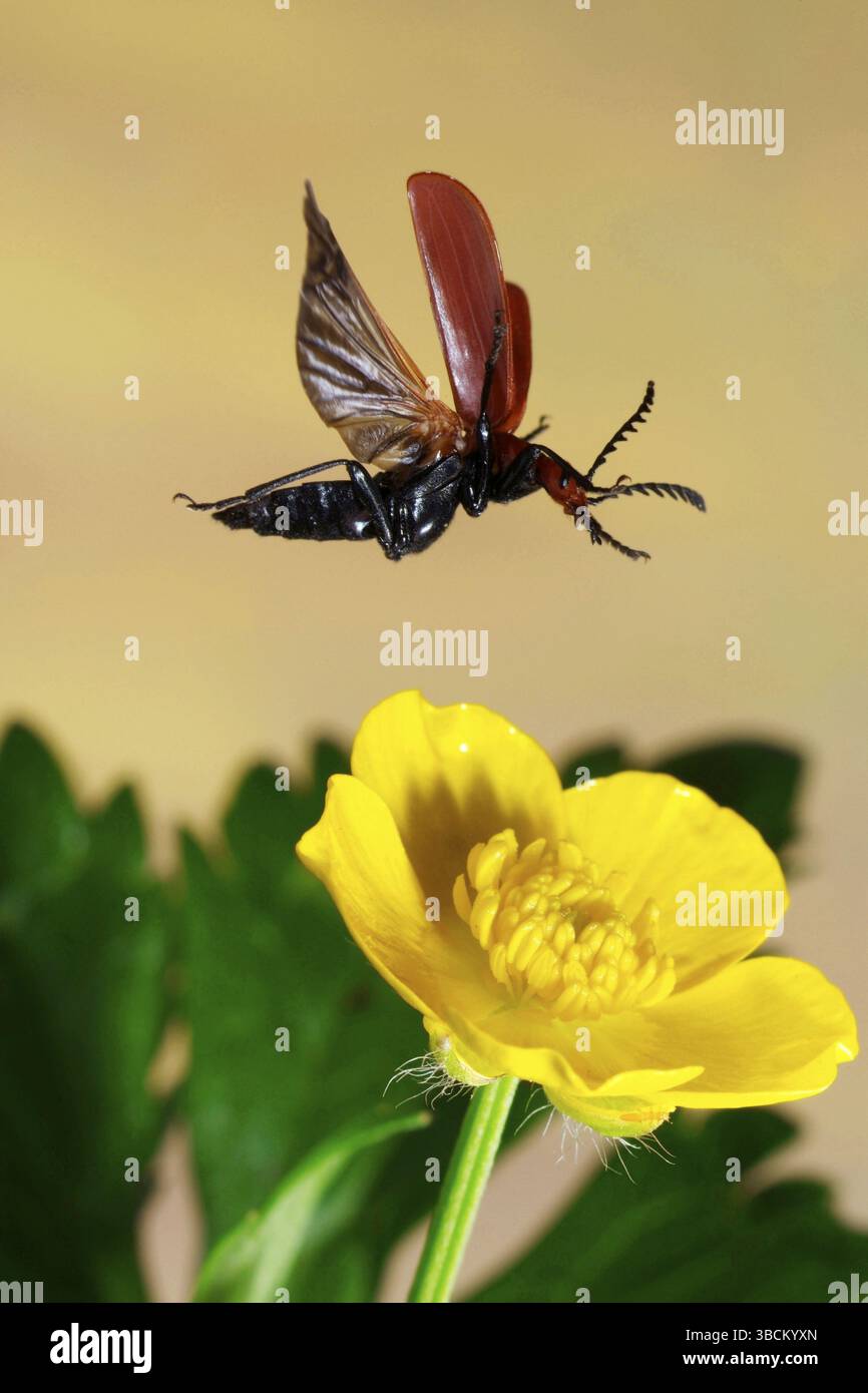 Red-headed fire beetle (Pyrochroa serraticornis), detached, lateral ...