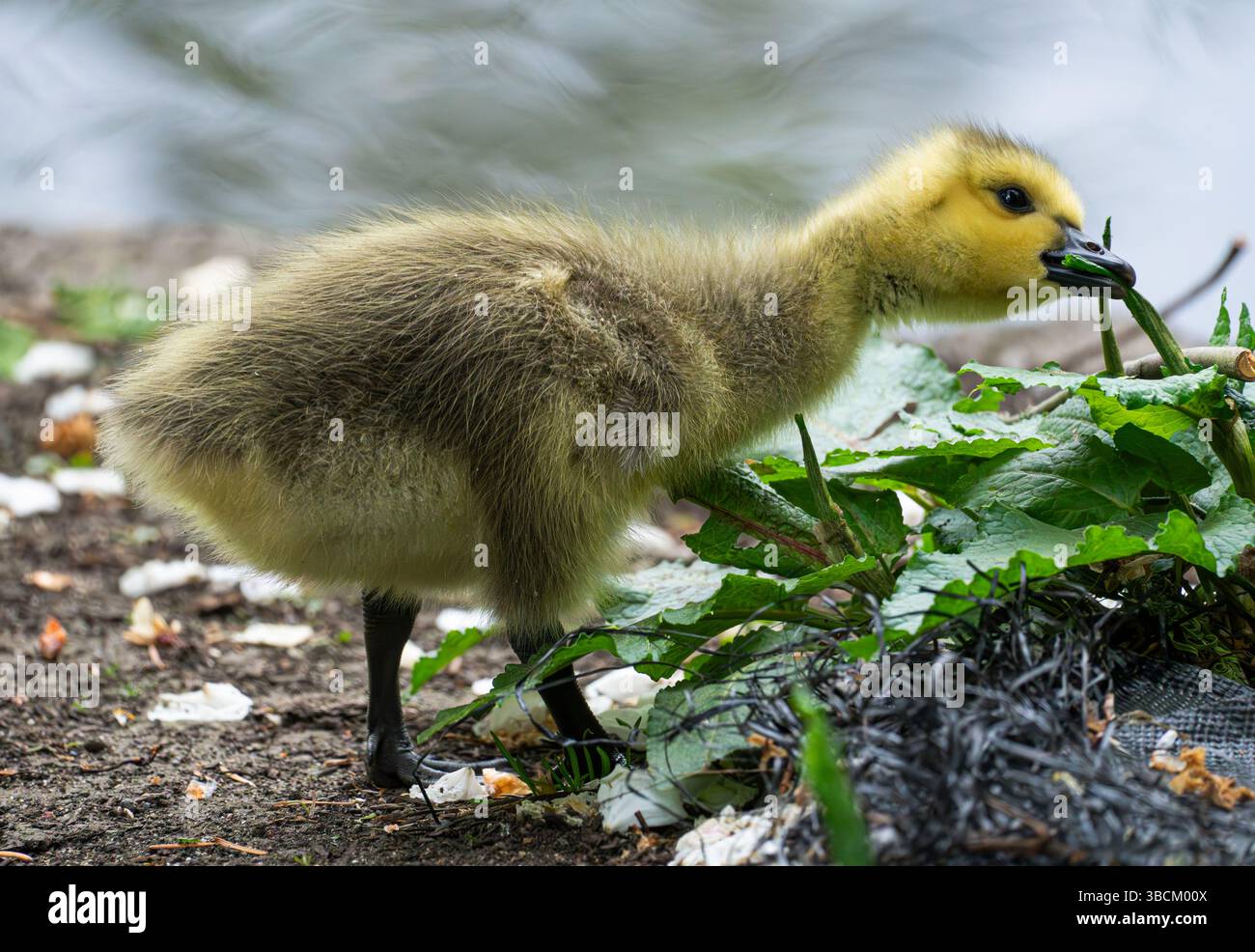A Canada goose (Branta canadensis) gosling eating in Beacon Hill Park ...