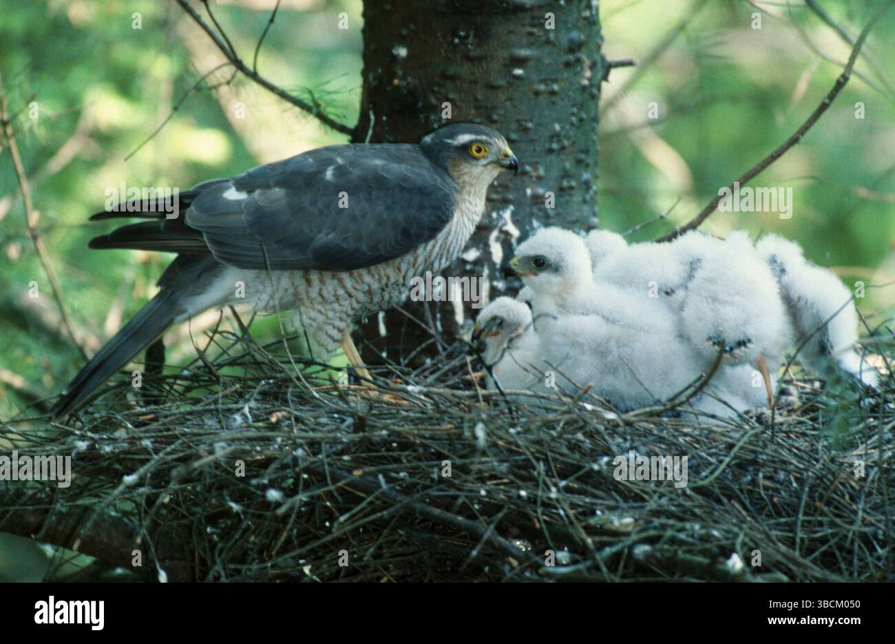 Northern Sparrow Hawk, male, at nest with chicks, North Rhine-Westphalia, Eurasian sparrowhawk ...