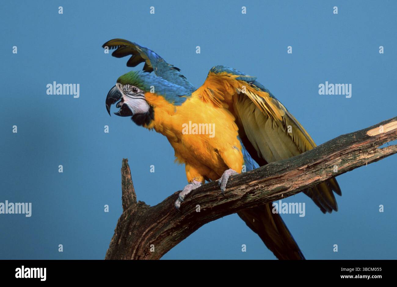Blue-and-Yellow Macaw, calling, aggressive, Blue and yellow macaw (Ara ...