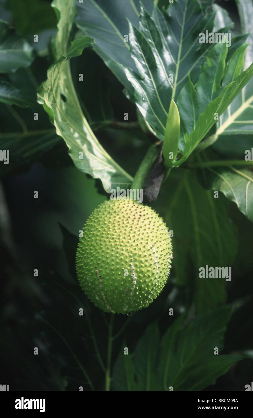 Breadffruit on tree, Breadfruit (Artocarpus altilis) on Breadfruit tree ...
