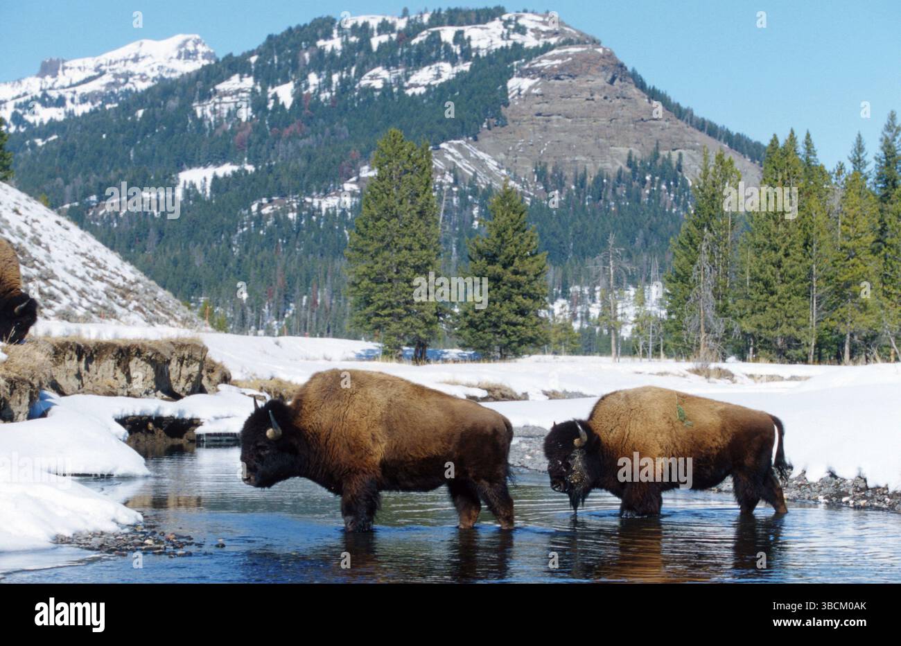 Bison crossing river, Yellowstone National Park, American Bison (Bison ...