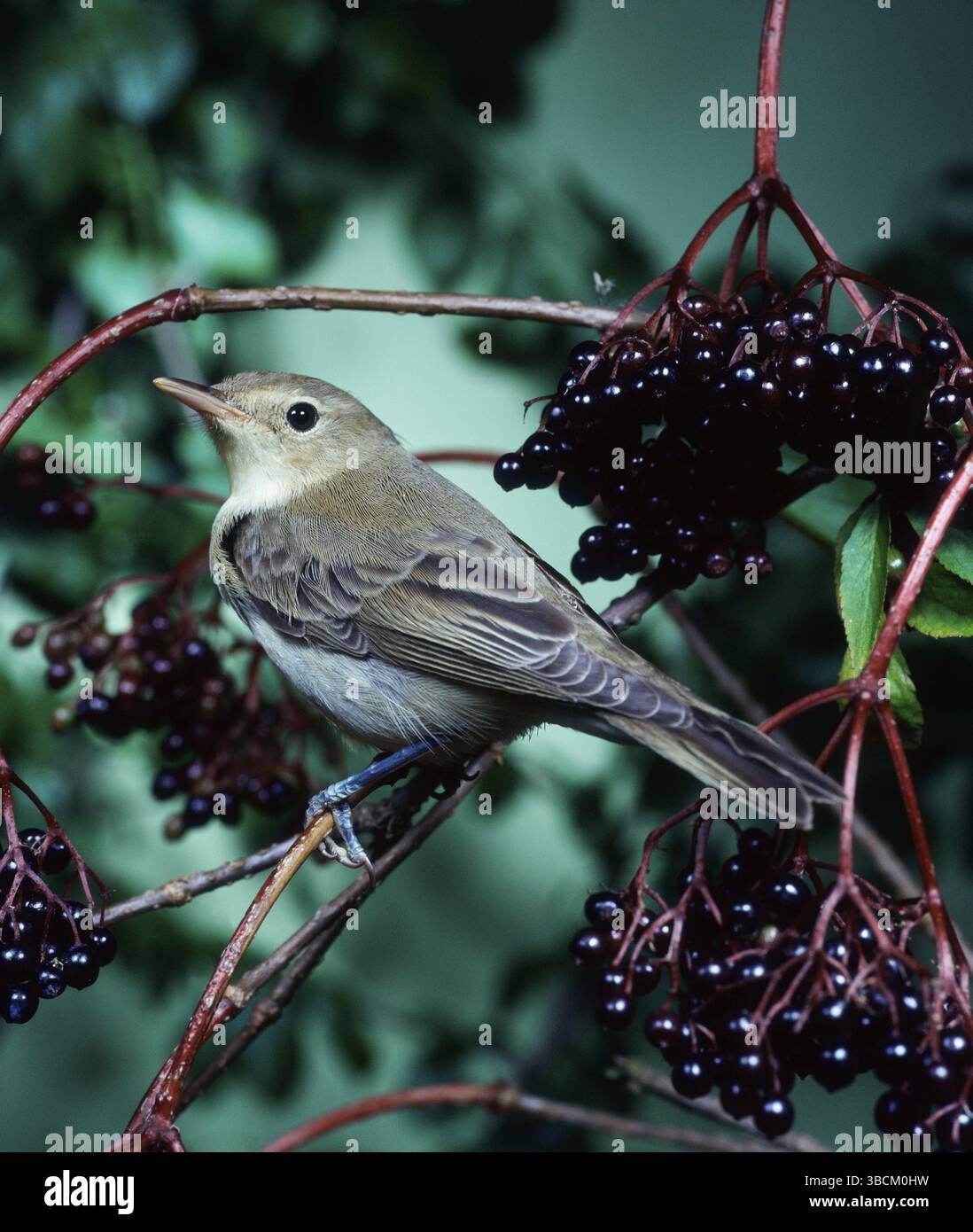 Icterine warbler (Hippolais icterina Stock Photo - Alamy