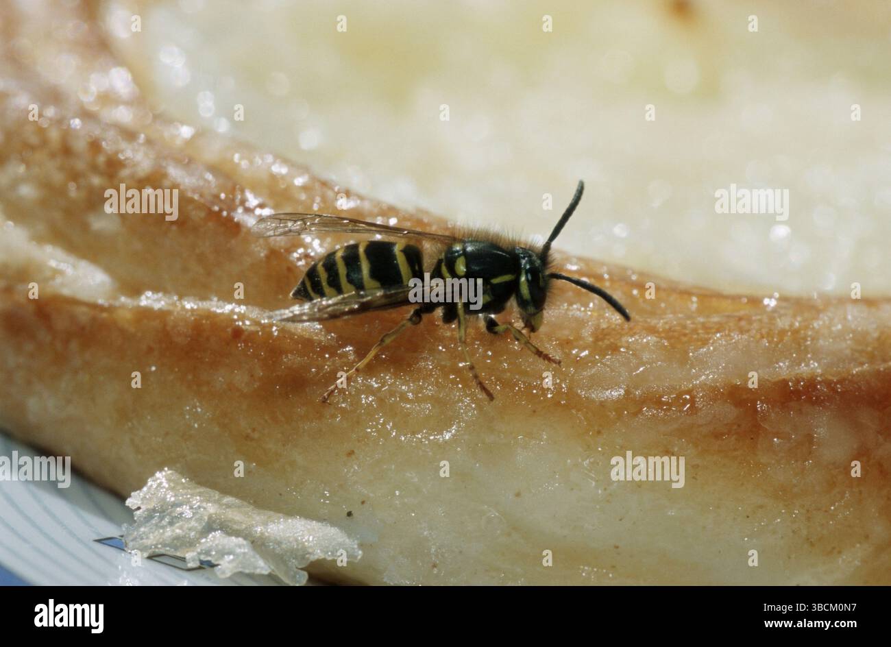 German Wasp on piece of cake (Paravespula germanica), German Wasp ...