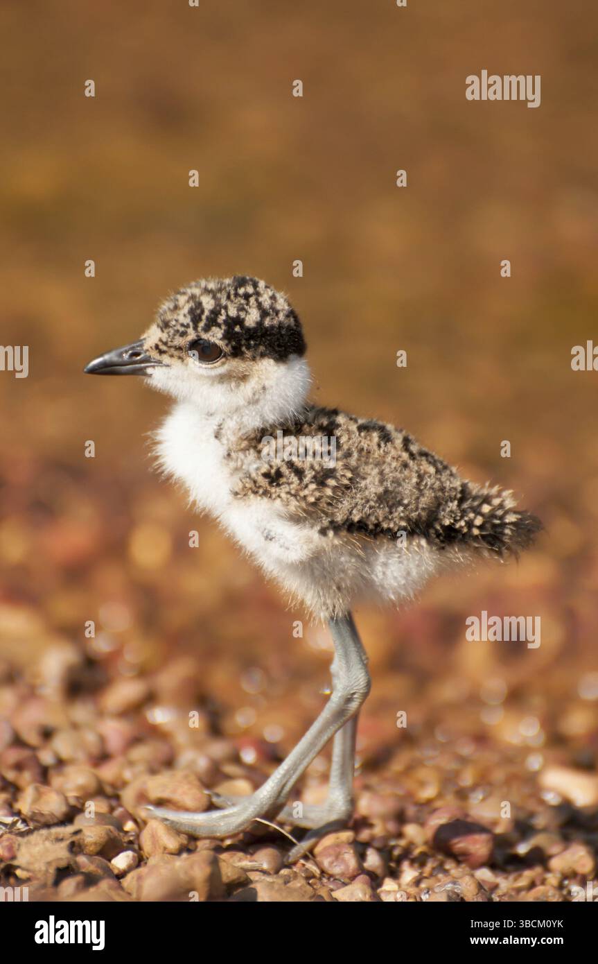 Chick on pebbled beach hi-res stock photography and images - Alamy