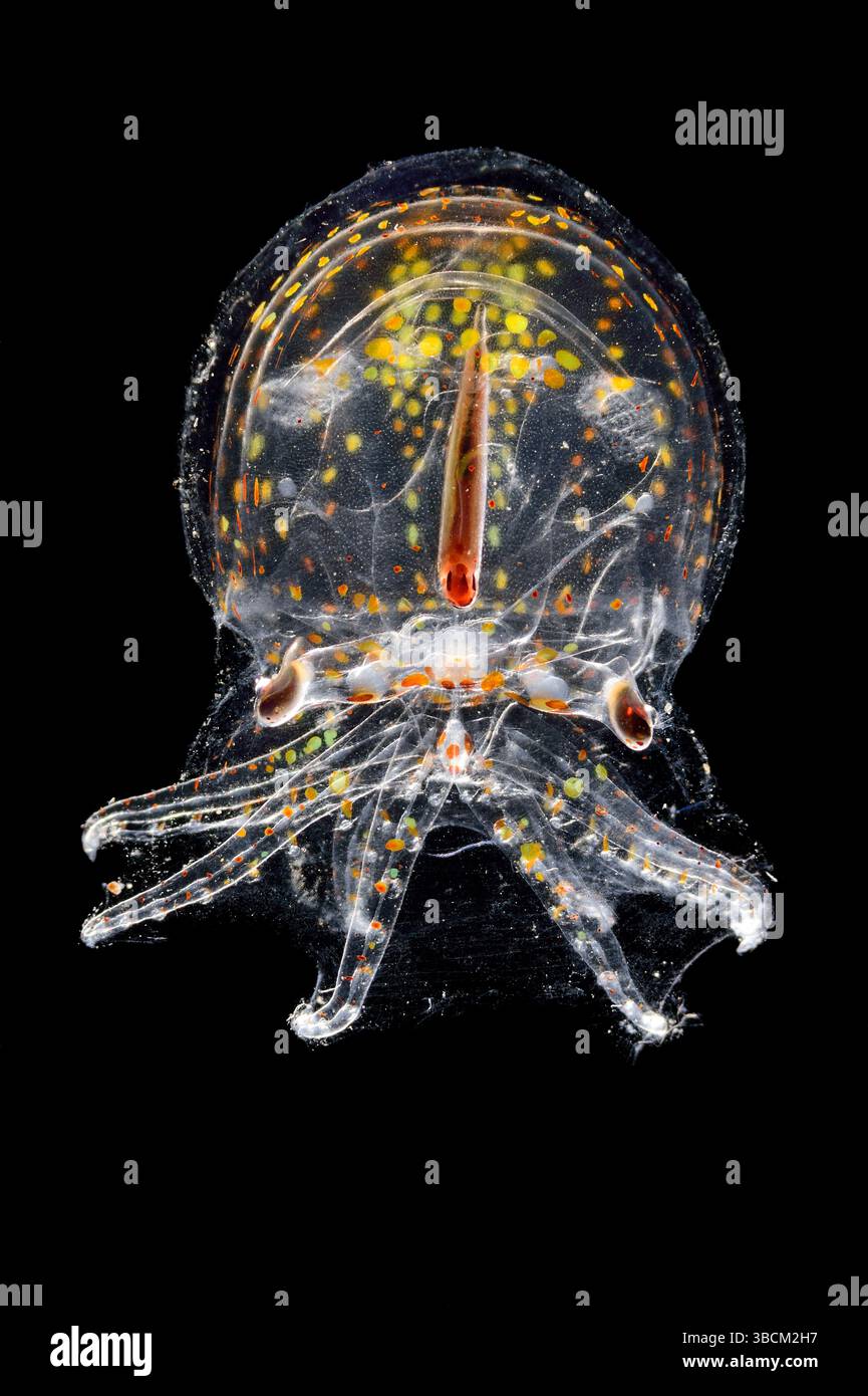 [captive] Juvenile deep water pelagic octopus (Vitreledonella richardi ...