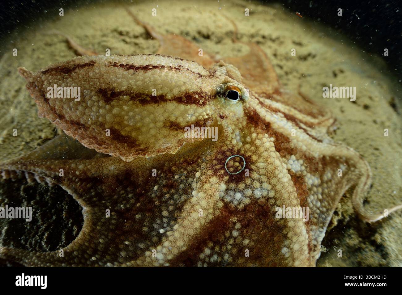 Short arm octopus, webfoot octopus (Amphioctopus fangsiao) showing ...