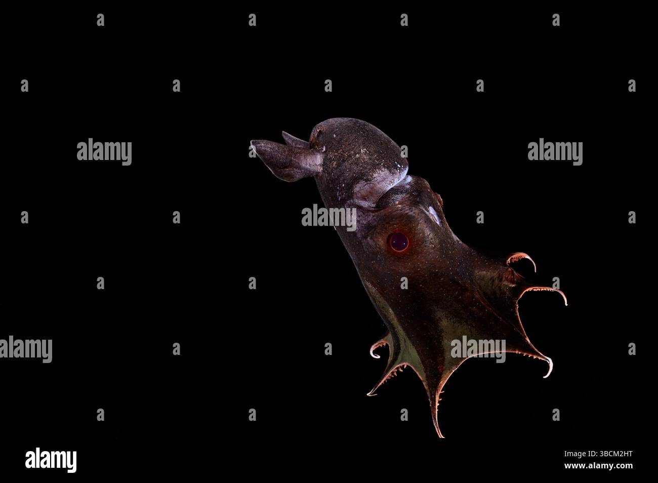 [captive] Vampire squid (Vampyroteuthis infernalis), a deep-sea ...