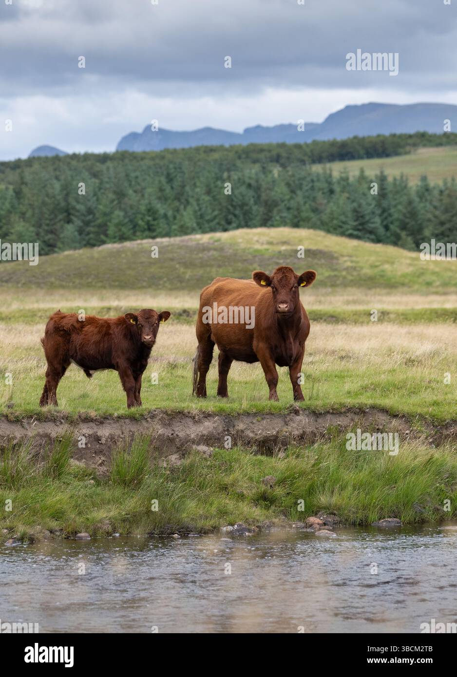 Luing cow and calf on a river bank, with woodland and mountains behind ...