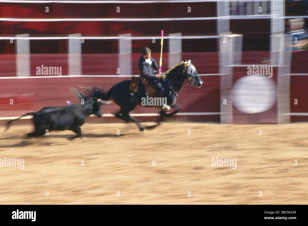 Portuguese bullfight, mammals, mammals, domestic animal, farm animal ...