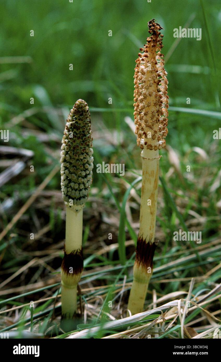 Great horsetail (Equisetum telmateia), Plants, Horsetail family ...