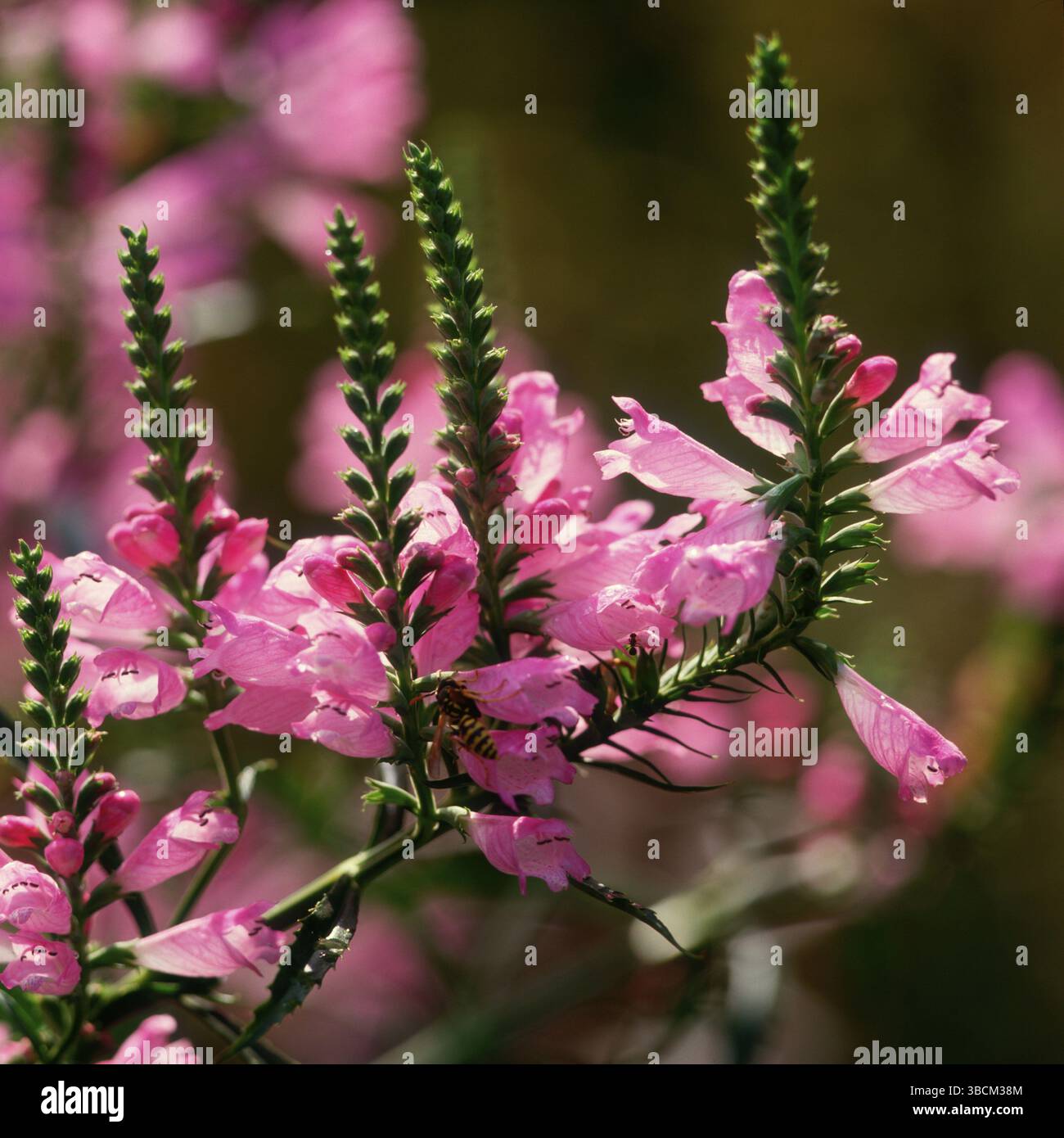Obedient (Physostegia virginiana) Plant, False Dragonhead Stock Photo ...