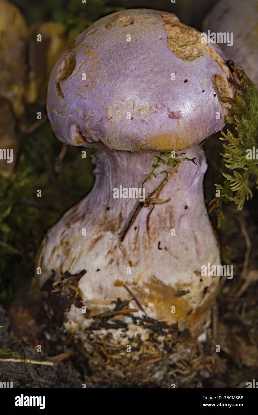 Gassy webcap (Cortinarius traganus Stock Photo - Alamy