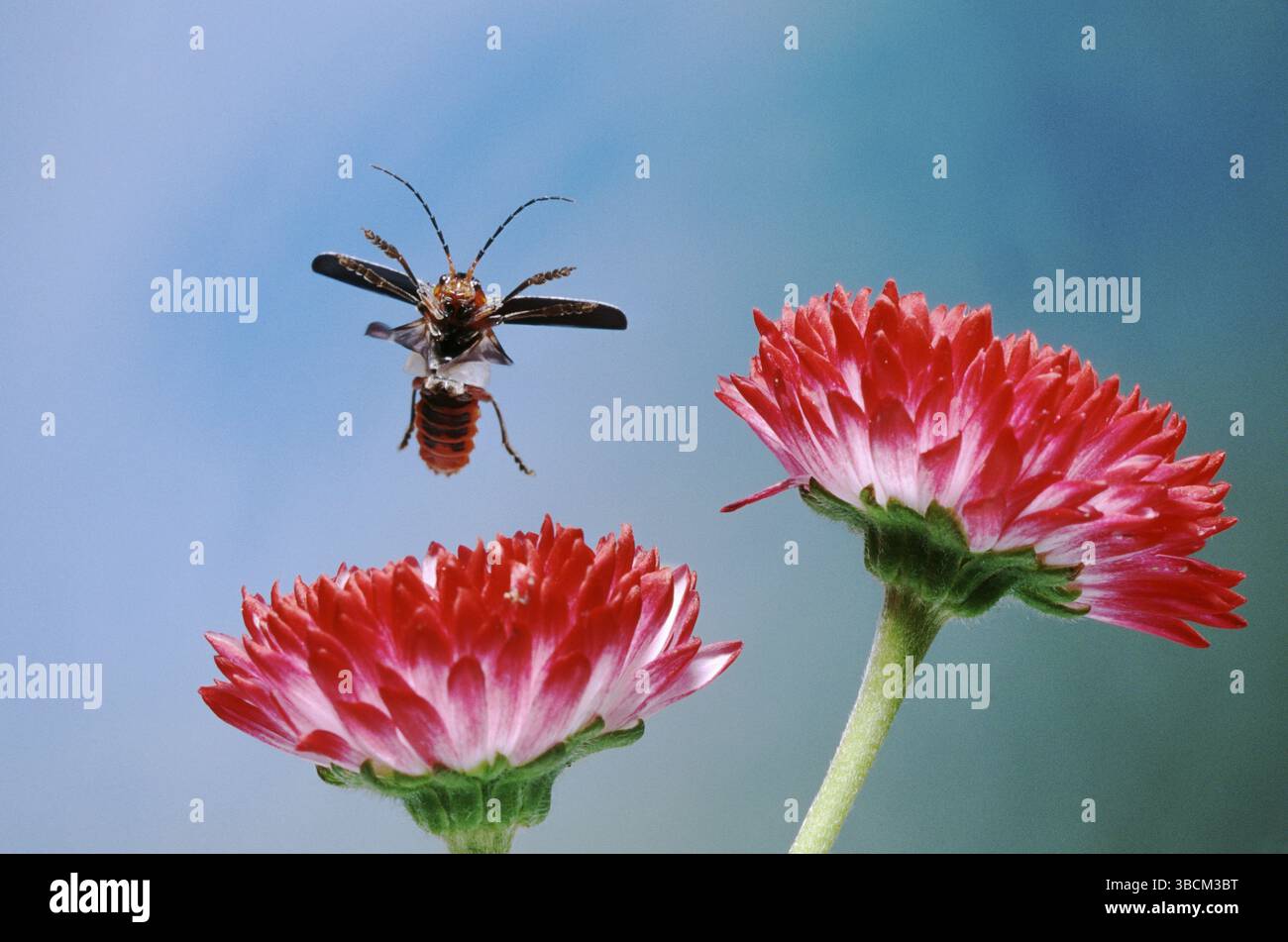 Common Soldier Beetle (Cantharis fusca), free standing Stock Photo - Alamy