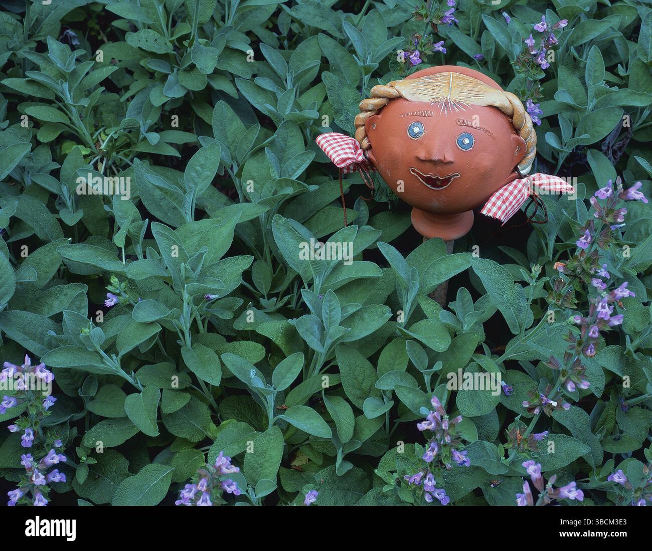Common Sage with clay head, Common Common sage (Salvia officinalis ...