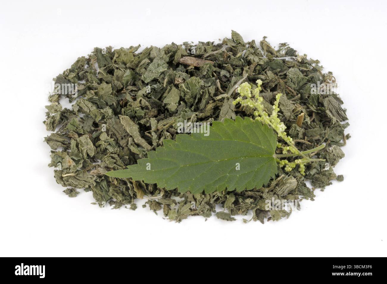 Nettle, dried Stinging nettle (Urtica dioica), Nettle, dried leaves ...