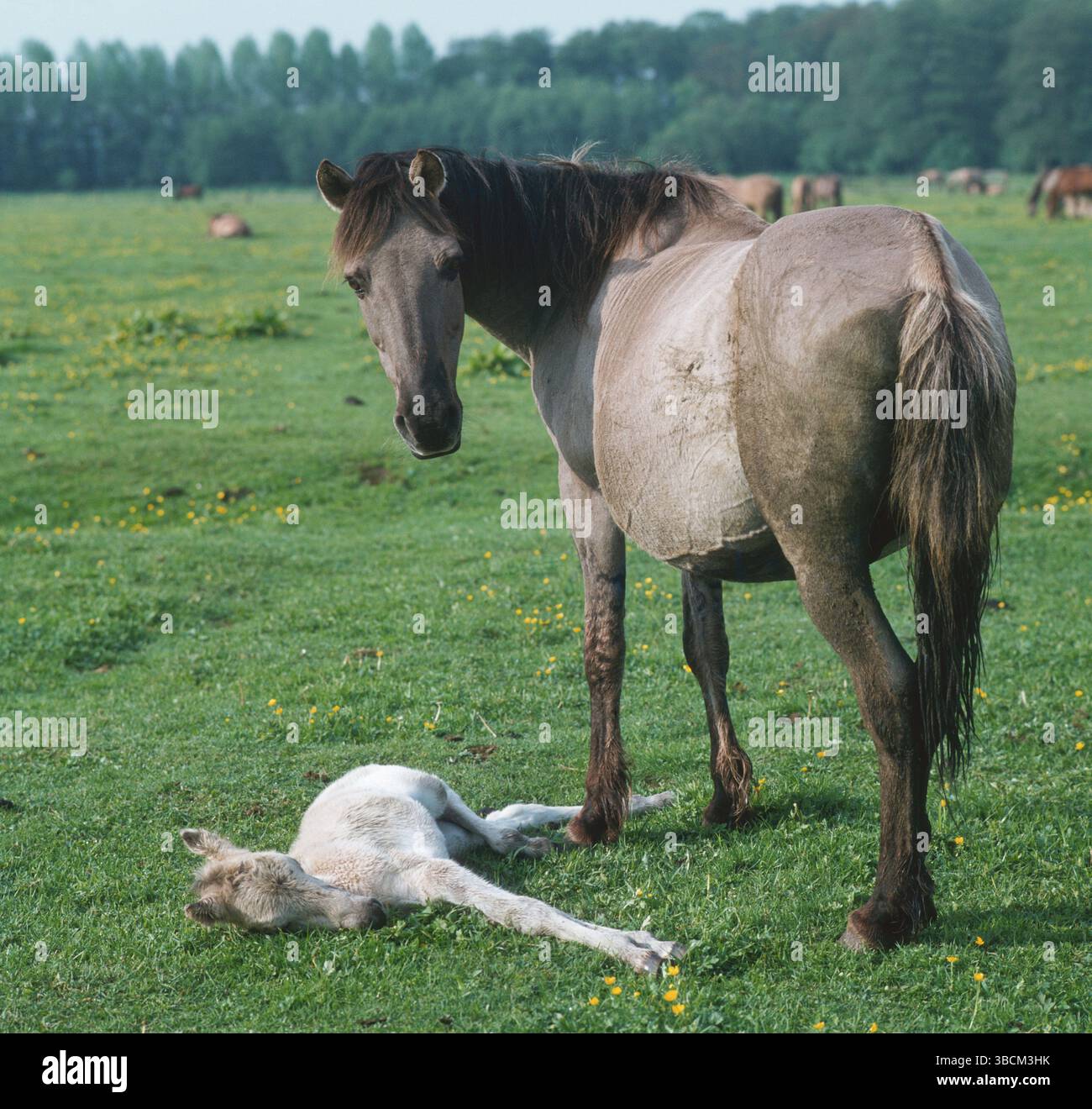 Dulmen ponies, mare with foal, Duelmen wild horses, mare with foal ...