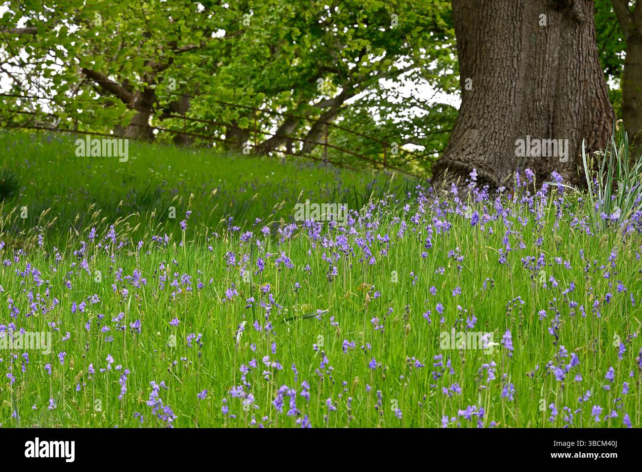 Beautiful blue spring flowers of English Bluebells, Hyacinthoides non ...