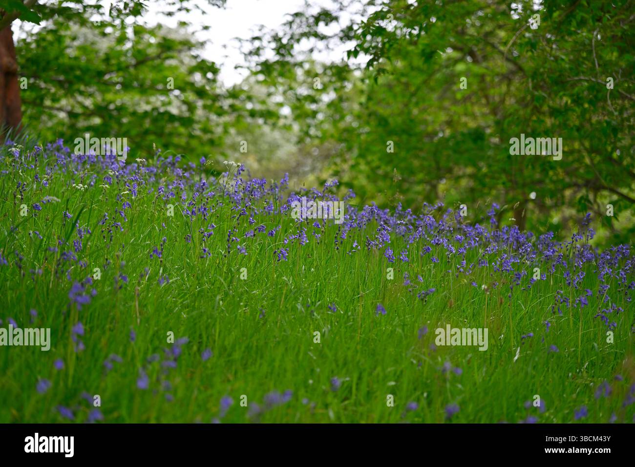 Beautiful blue spring flowers of English Bluebells, Hyacinthoides non ...