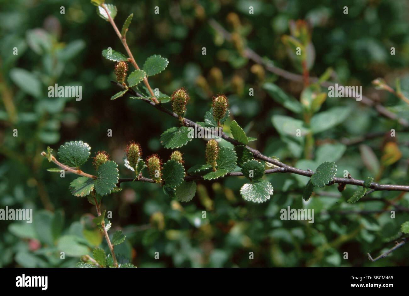 Dwarf Birch (Betula nana), dwarf birch, plants, birch family ...