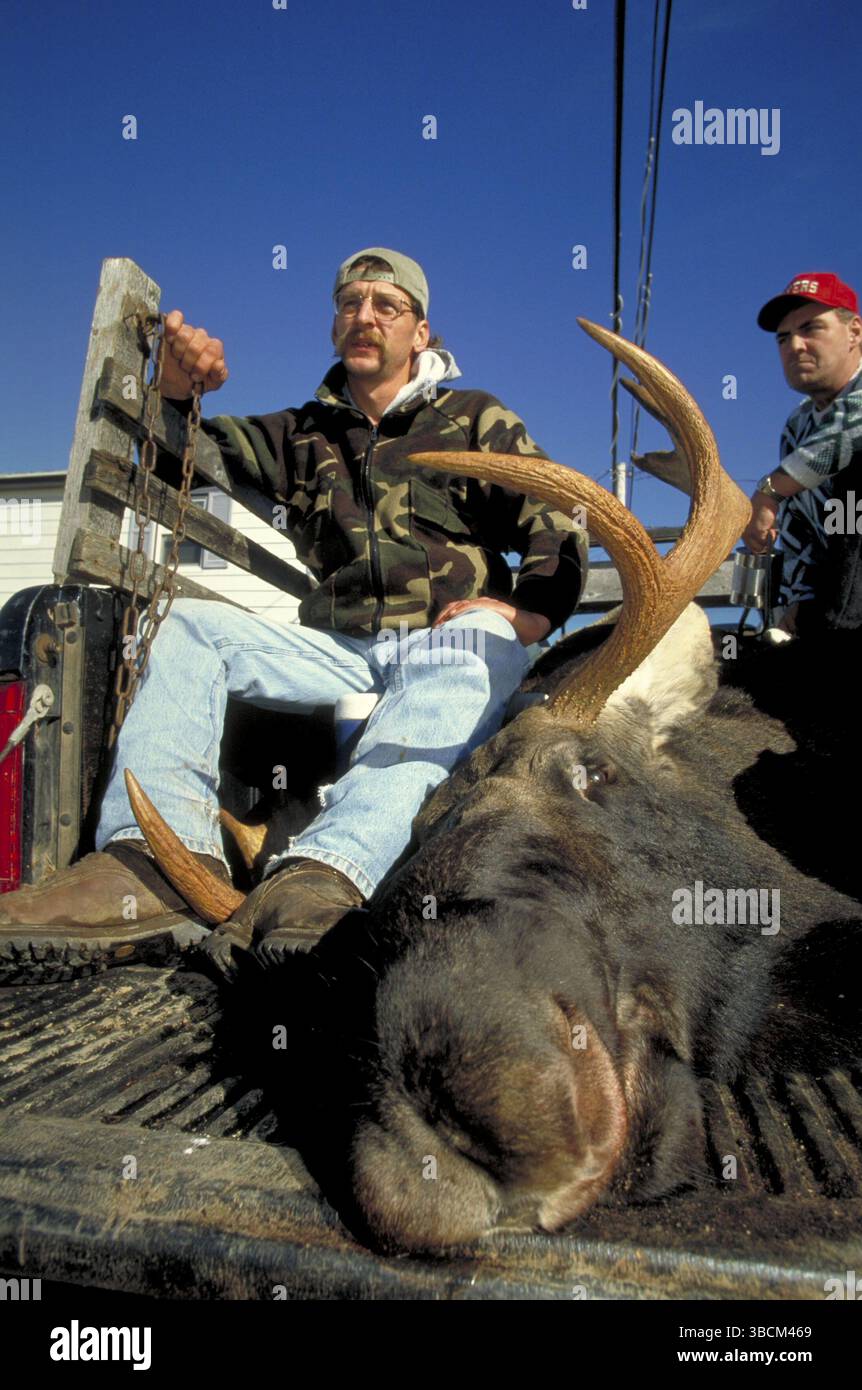 Moose (Alces alces) hunters with dead Moose, Nova Scotia, Canada, North ...
