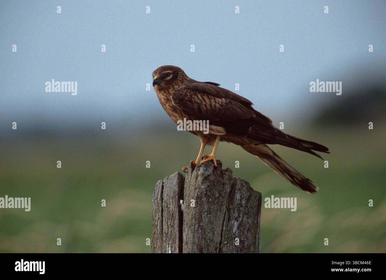 Montagus harrier circus pygargus adult female hi-res stock photography ...