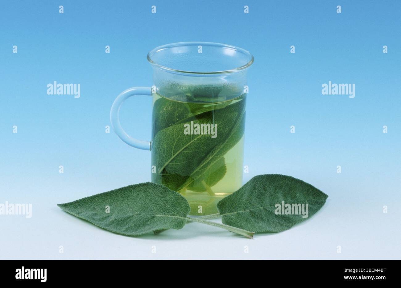 Common Sage (Salvia officinalis), leaves and cup of tea, Common sage ...