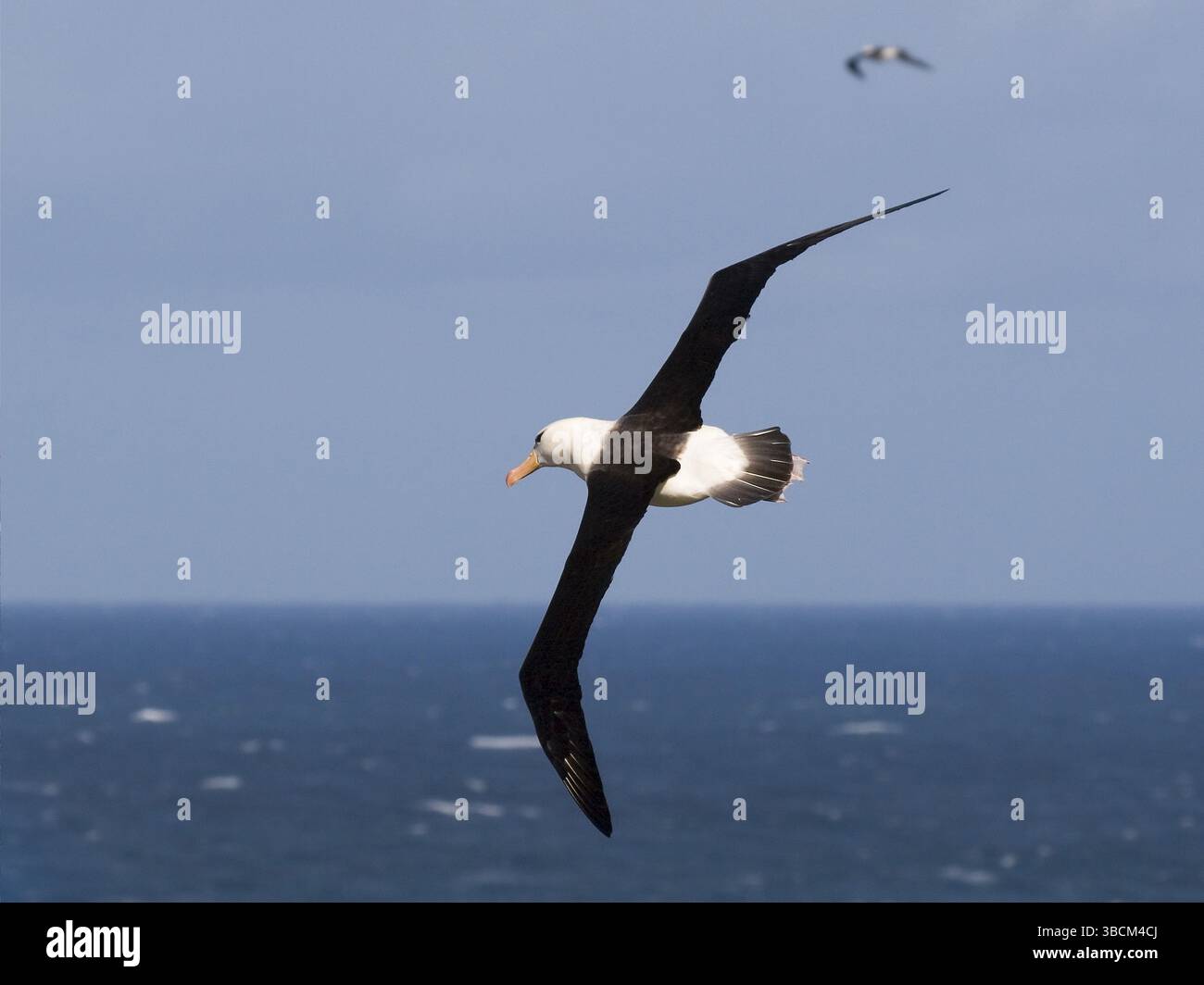 Black-browed albatross, chick in nest, Subantarctic (Diomedea ...