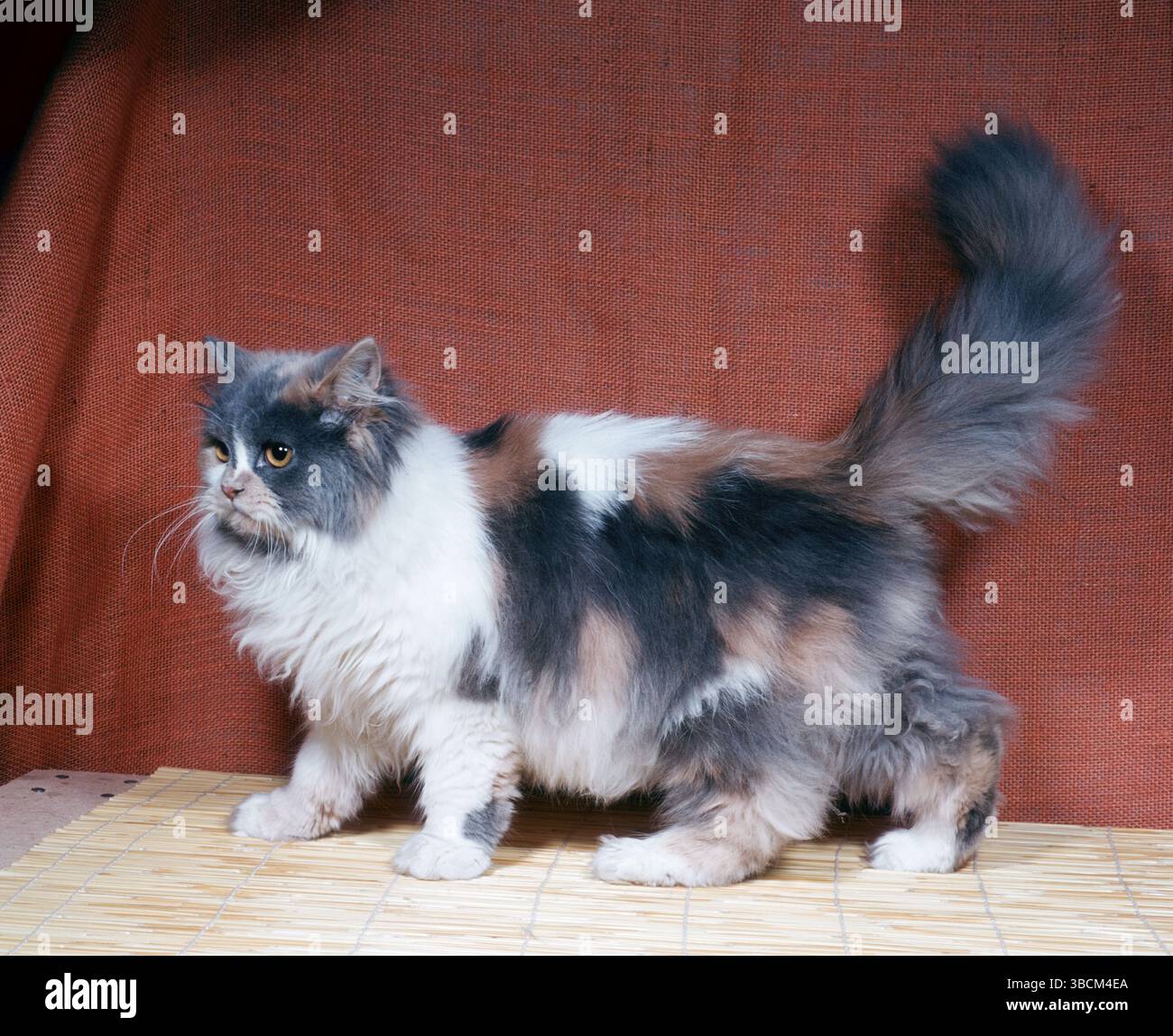 Persian Cat, tricolour, Persian cat, tricolor, indoor, studio, indoor ...
