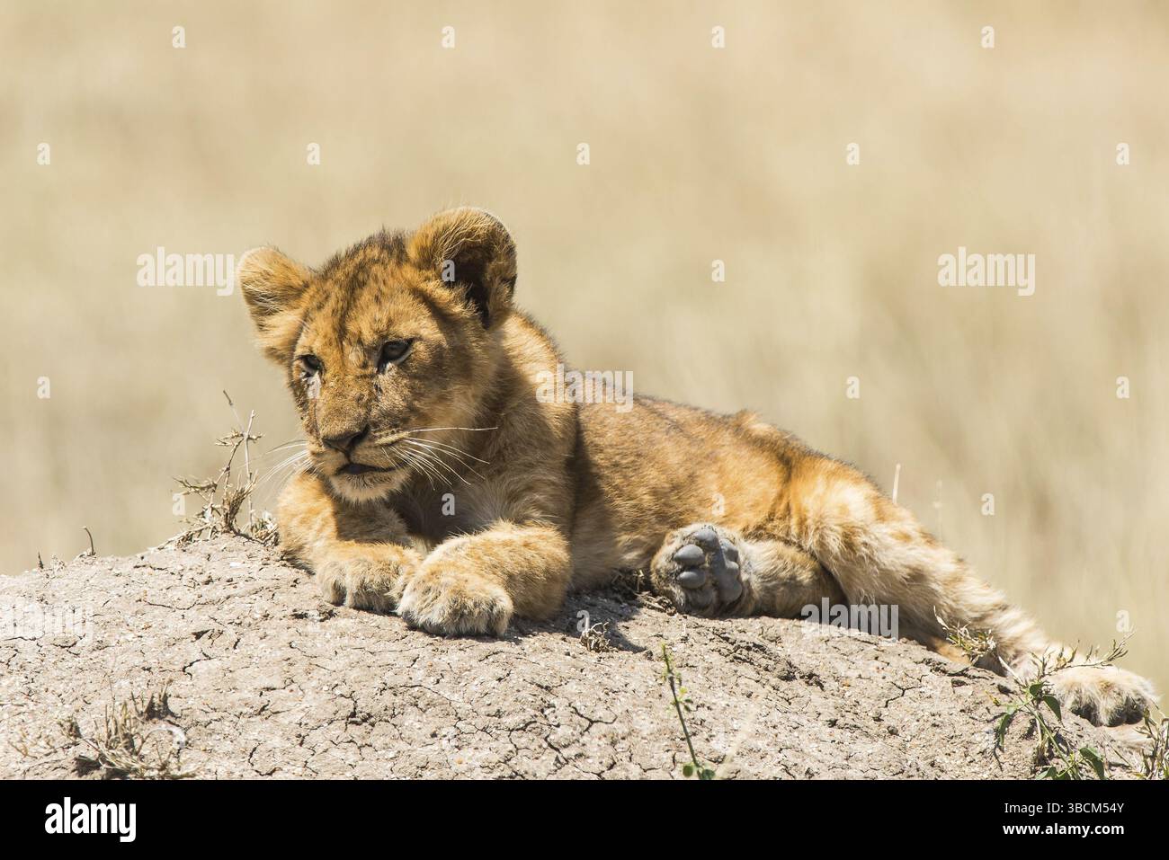 Adult, africa, african, animal, background, big, carnivore, cat ...
