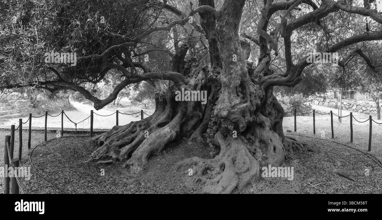 The ancient olive tree in Azorias is located one kilometre south of the ...