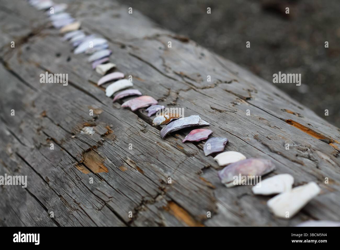 Pink And Purple Shell Fragments Lined Up On An Old Log Stock Photo - Alamy