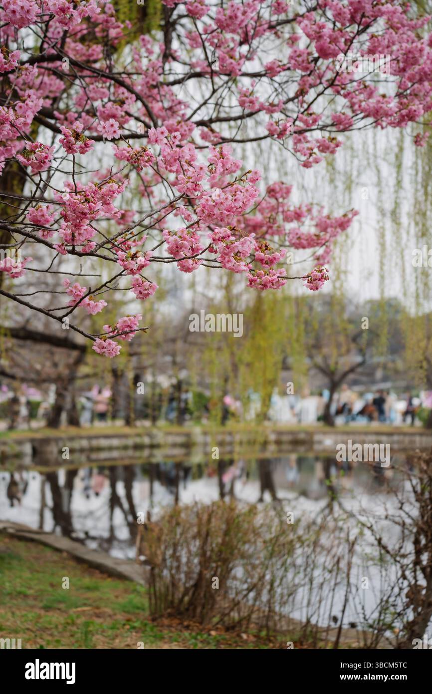 A cherry blossom tree branch filled with pink sakura flowers during ...