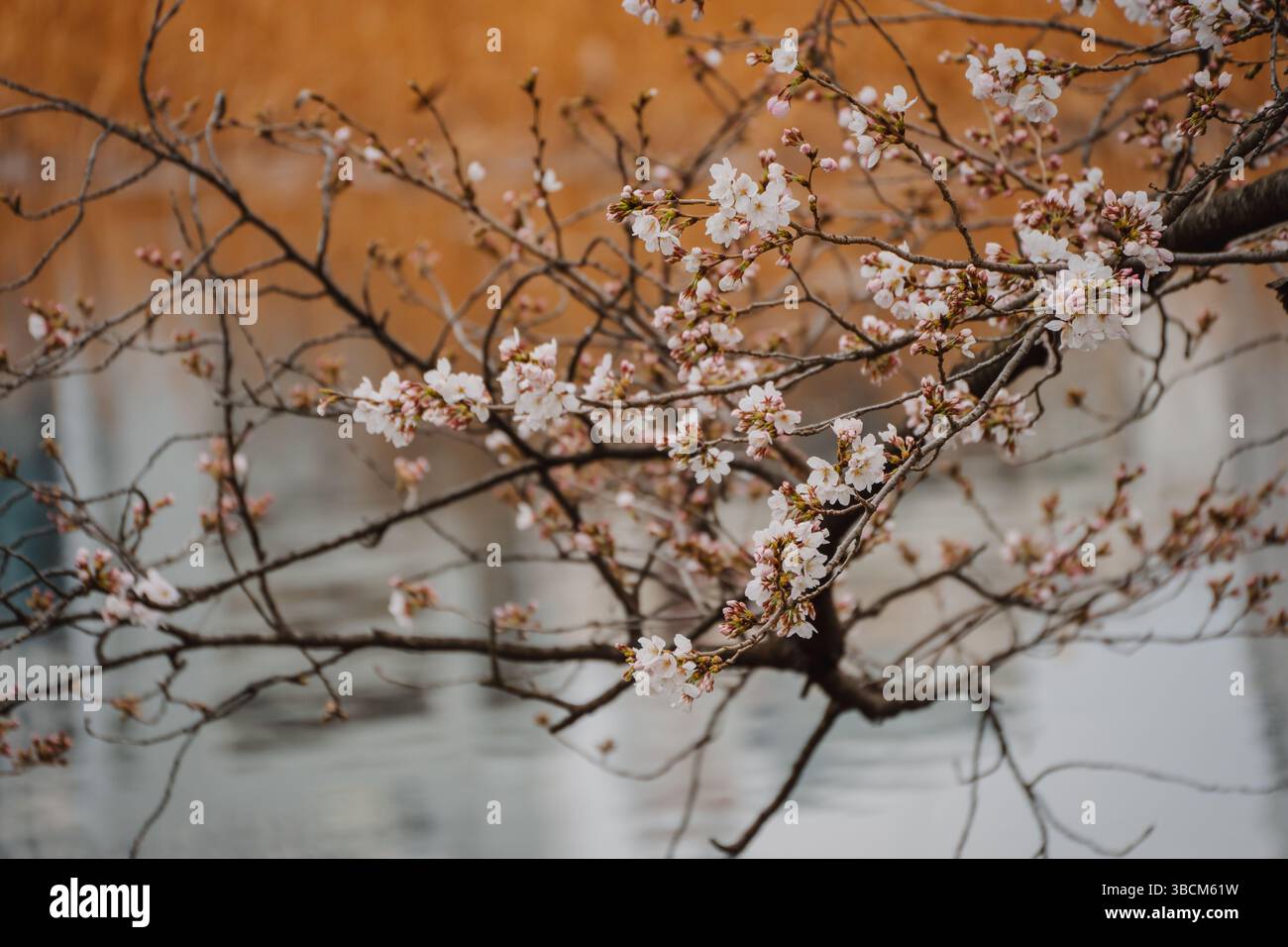 Beautiful branch of a Japanese cherry tree with white flowers in Ueno ...