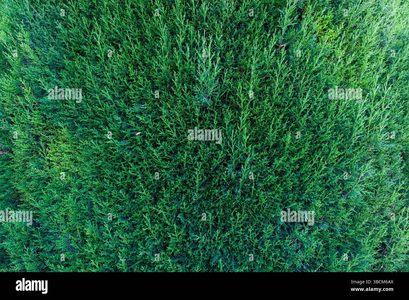 Top evergreen thuja tree hi-res stock photography and images - Alamy