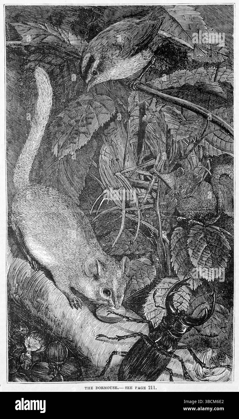 The dormouse (1878). Depicts the nest of a dormouse in a hazel hedge ...