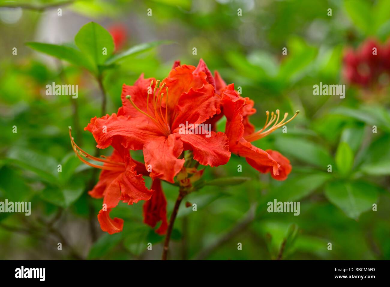 red / orange spring flowers and buds of deciduous azalea, Rhododendron ...