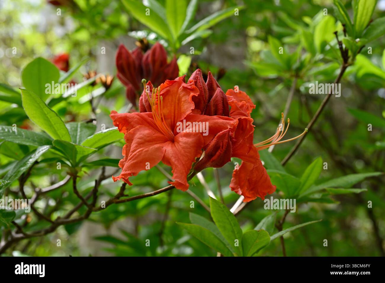 red / orange spring flowers and buds of deciduous azalea, Rhododendron ...