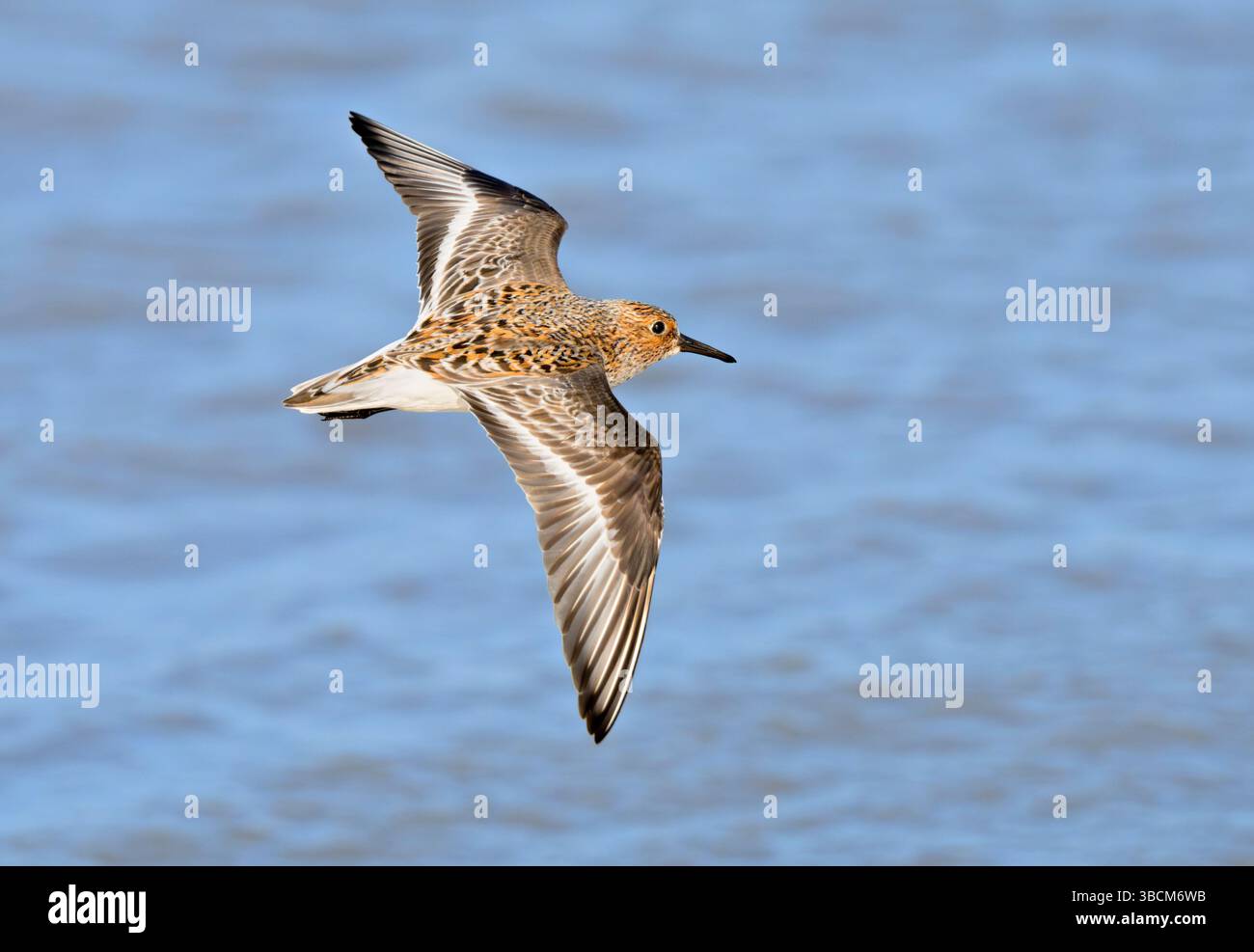 Sanderling (Calidris alba) in breeding plumage flying over ocean ...