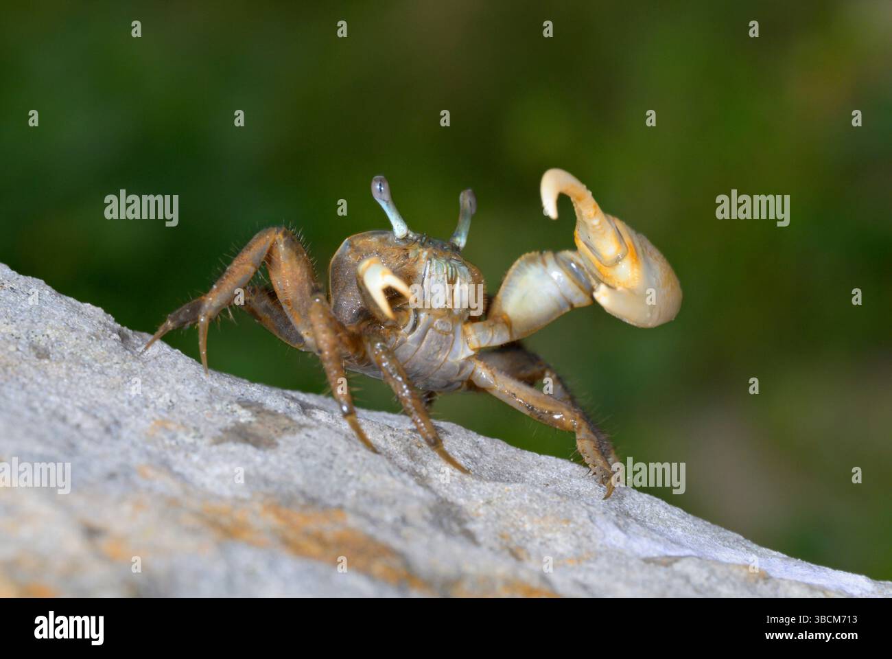 Brackish-water Fiddler Crab (Uca minax) male displaying in defensive ...