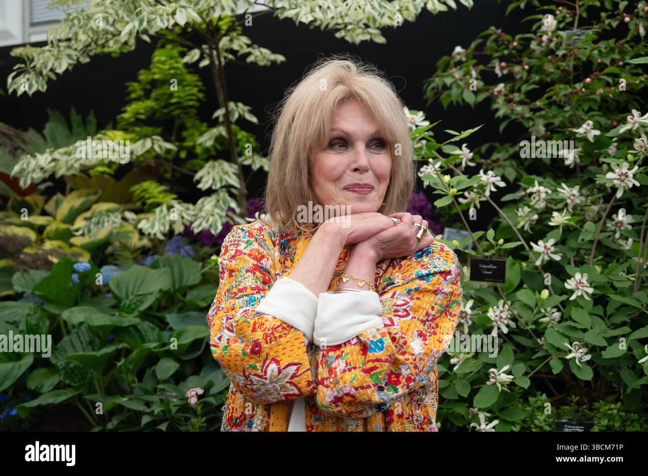 Joanna lumley model hi-res stock photography and images - Alamy
