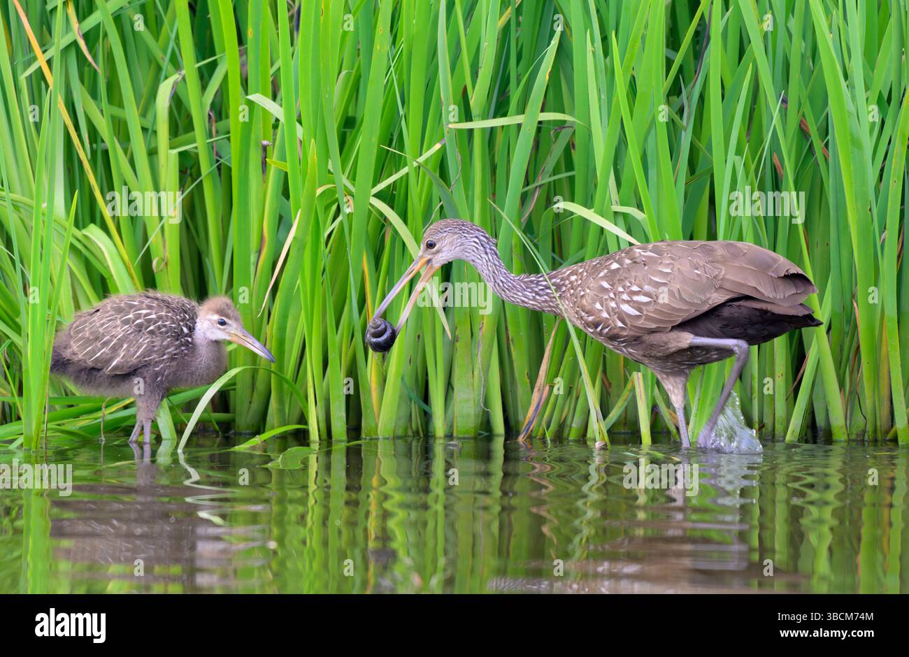 Limpkin (Aramus guarauna) bringing a Chinese Mystery Snail ...