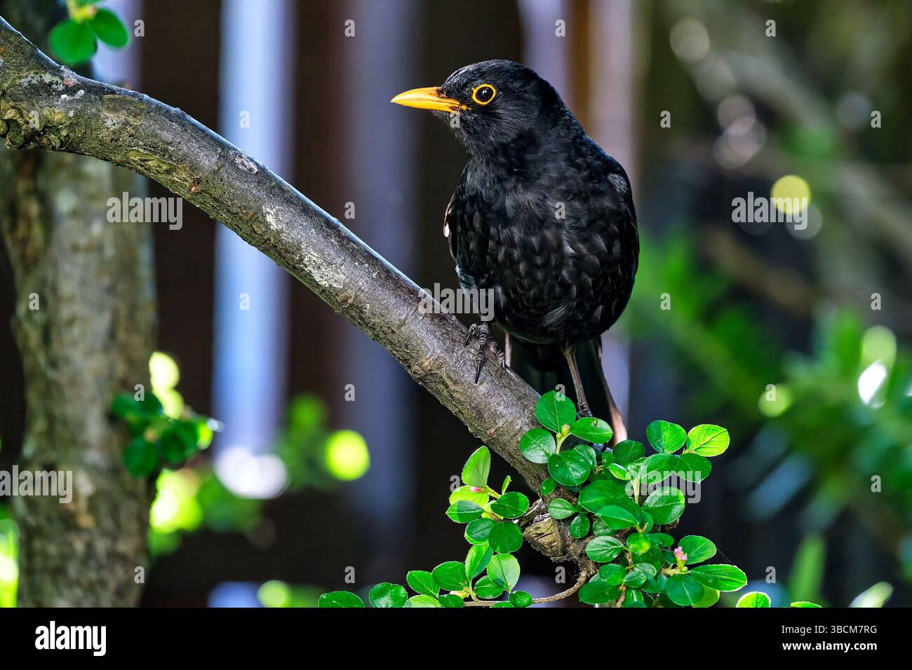 Blackbird in a Tree Stock Photo - Alamy