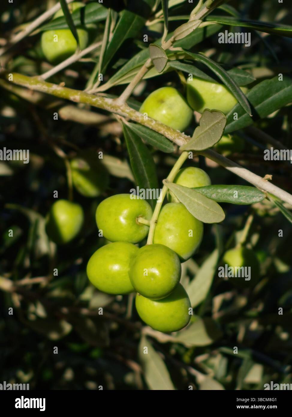 Olives growing on olive hi-res stock photography and images - Alamy