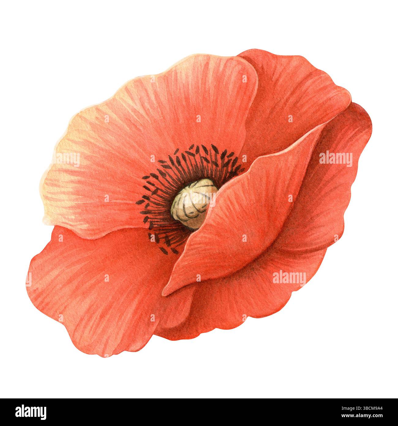 Red poppy flower in bloom with delicate petals. Floral isolated ...