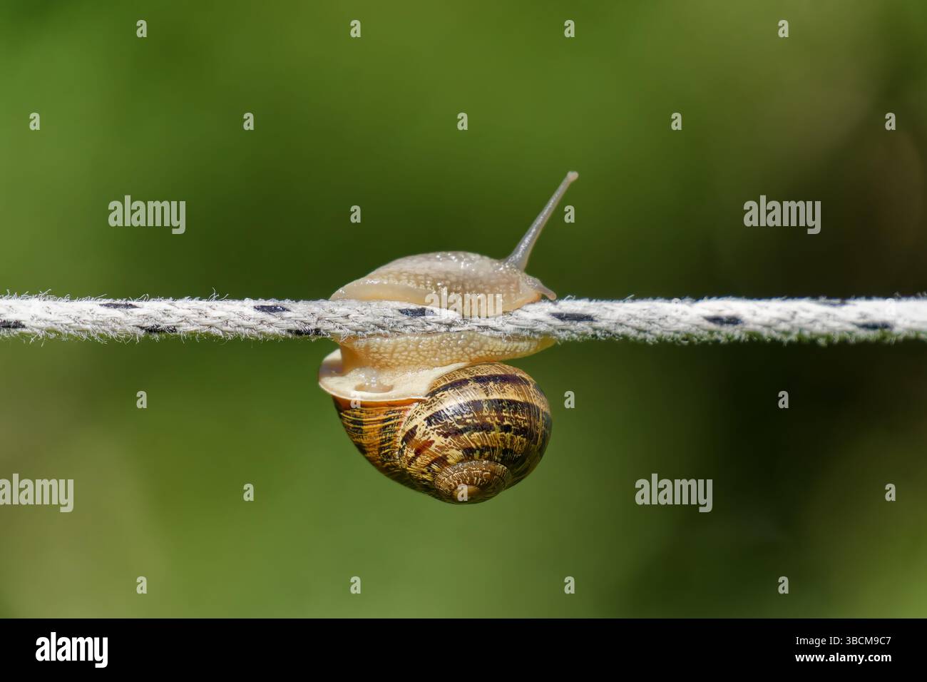 Garden snail crawling upside down on a clothesline, showing its slow ...