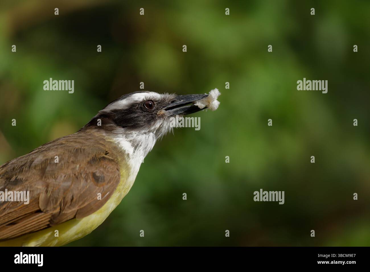 Pitangus sulphuratus bird eating a piece of bread Stock Photo - Alamy