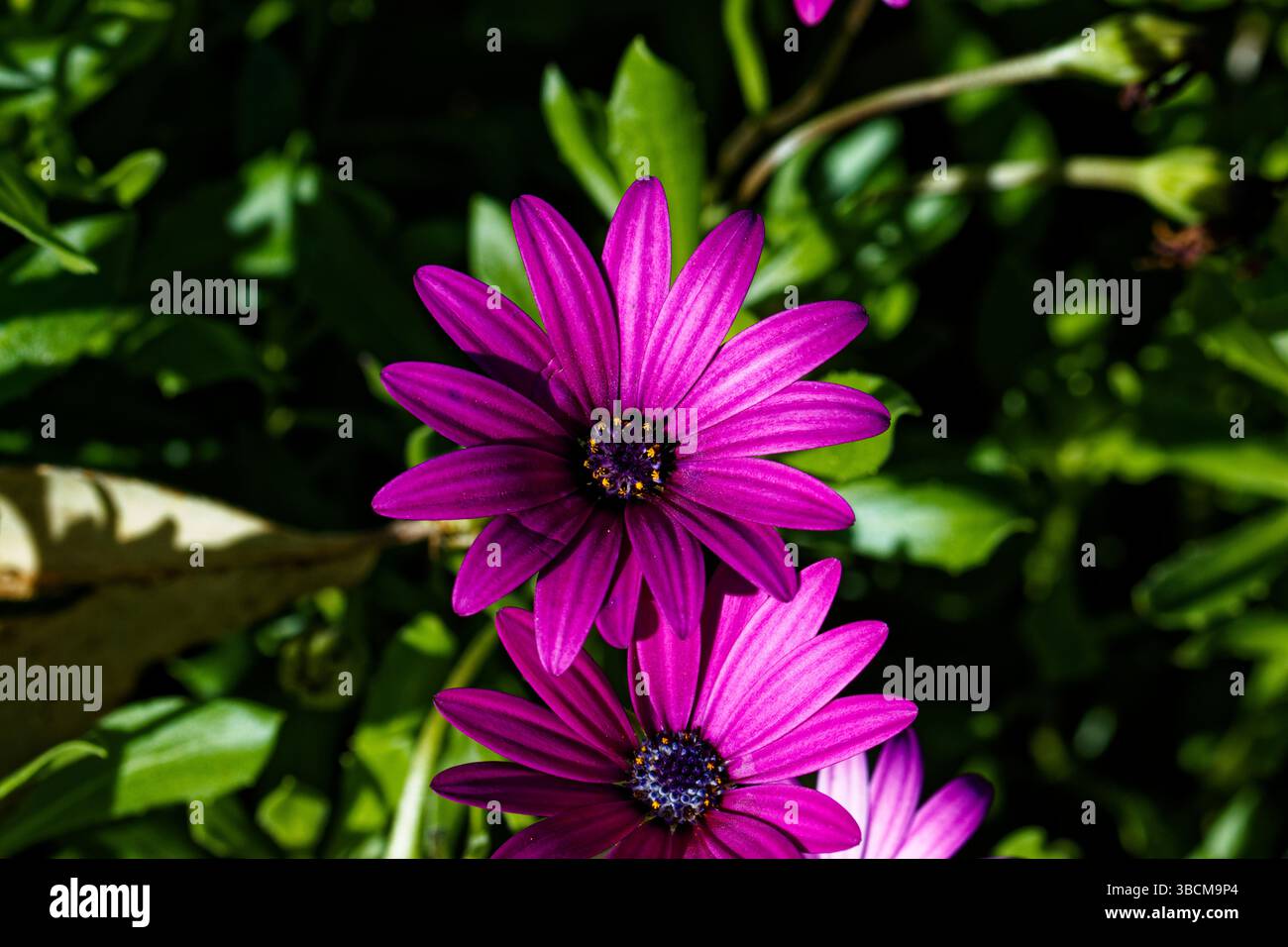 Dimorphotheca ecklonis, also known as Cape Marguerite, African daisy ...